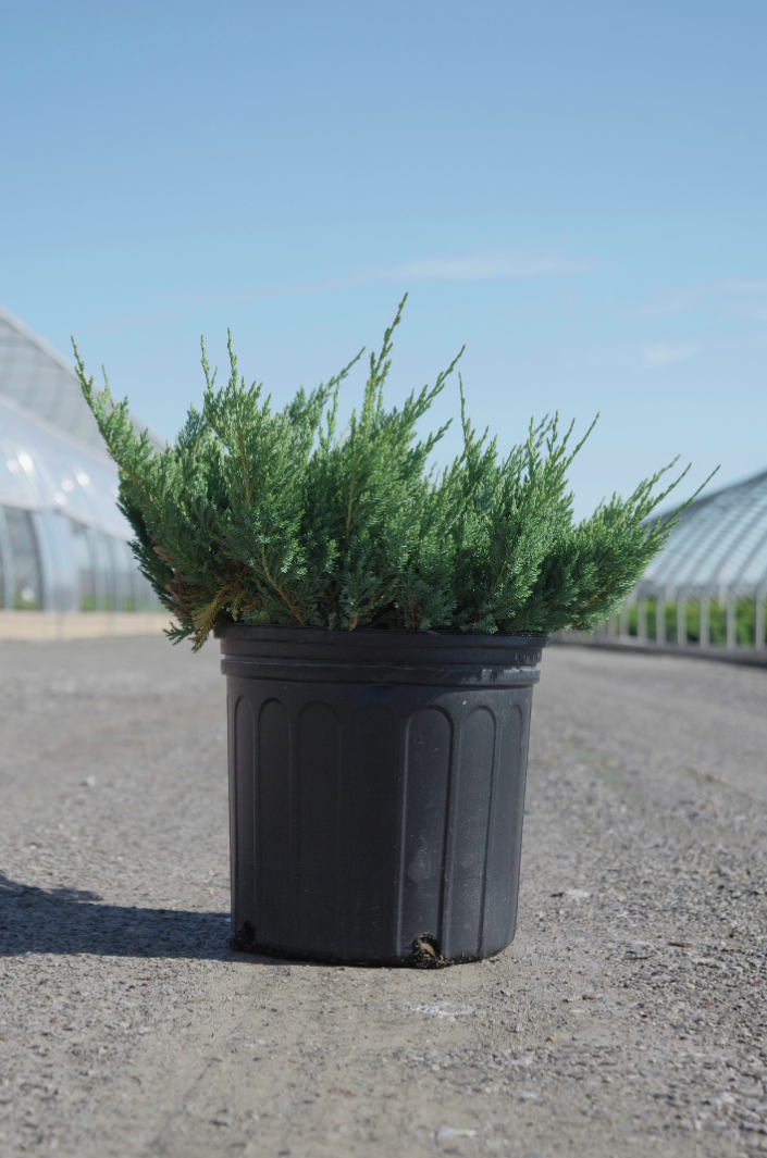 Blue Chip Juniper 3-Gal - Niagara Blooms Blue Chip Juniper 3-Gal - Niagara Blooms