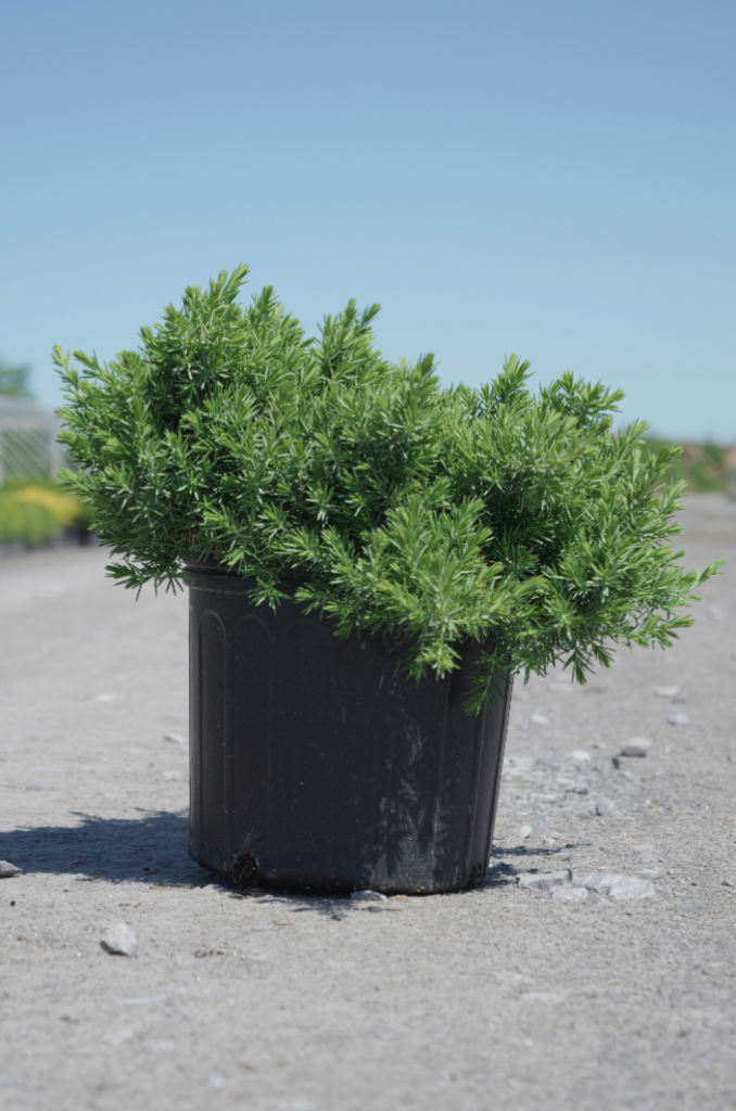 Blue Pacific Juniper 3-Gal - Niagara Blooms