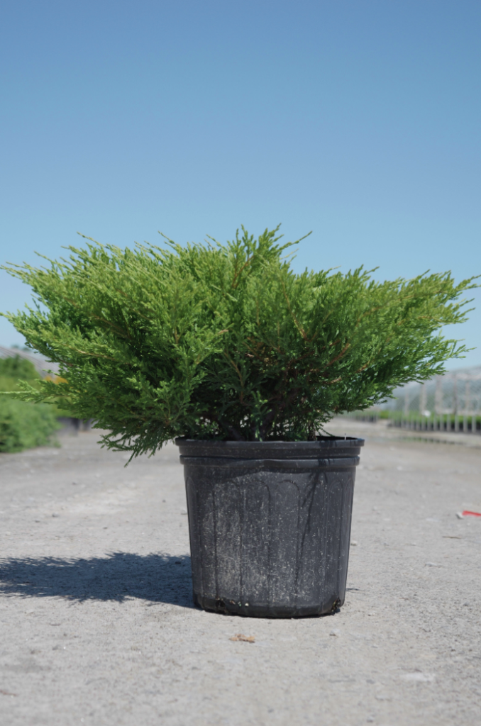 Compact Andorra Juniper 3-Gal - Niagara Blooms Compact Andorra Juniper 3-Gal - Niagara Blooms
