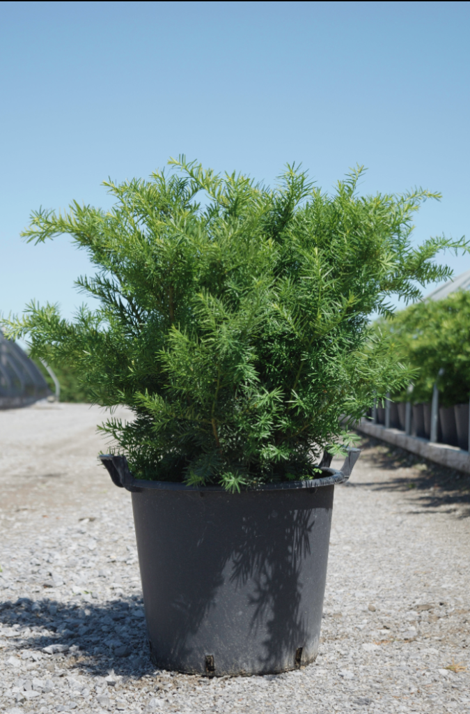 New Selection Dense Yew 7-Gal - Niagara Blooms